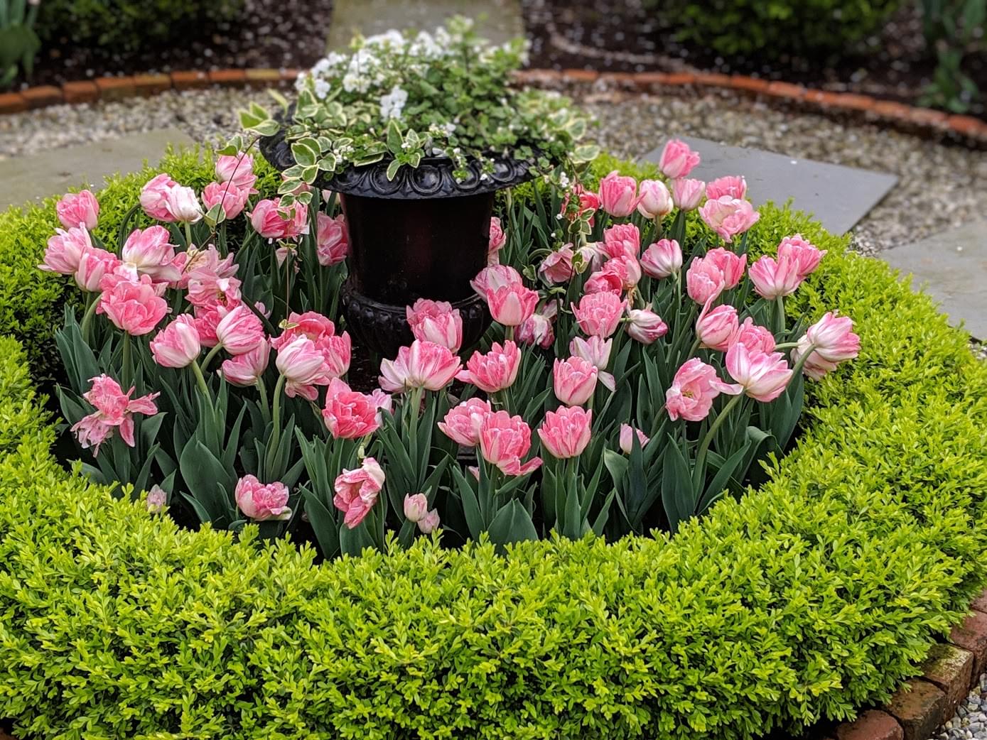 Tulip Update & Winding Down - Pretty Pink Tulips