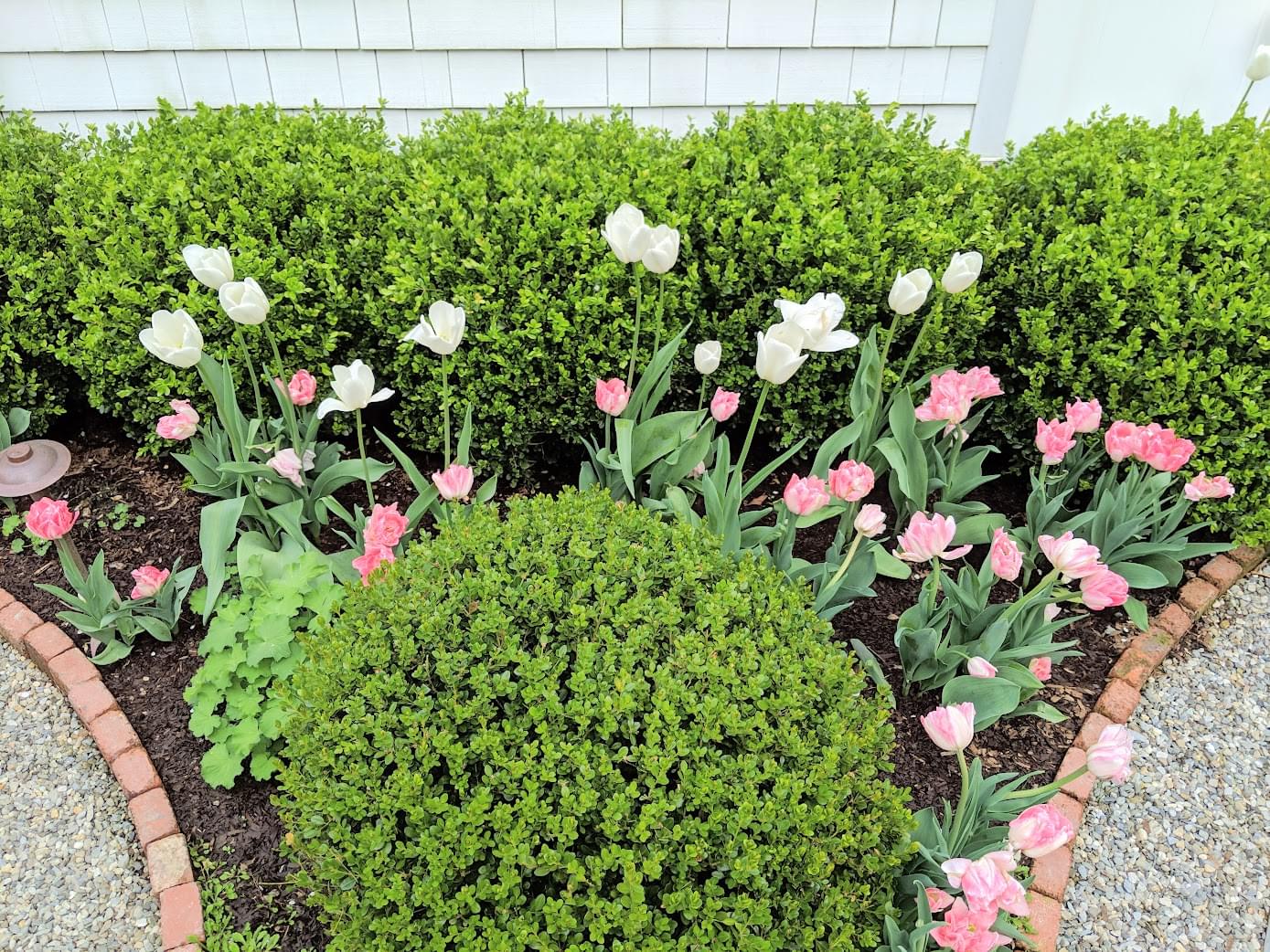 Tulip Update & Winding Down - Pretty Pink Tulips