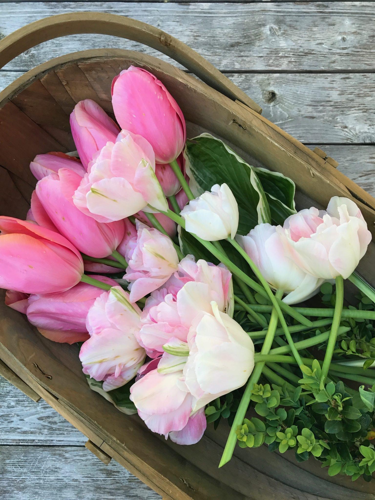 Tulips take a pause - Pretty Pink Tulips